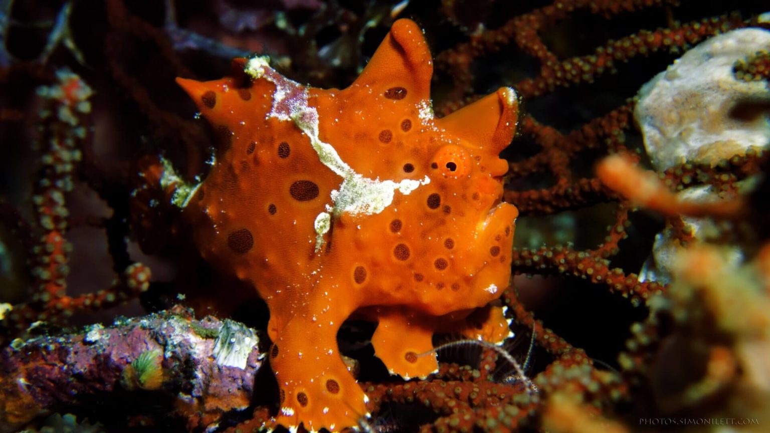 Clown Frog Fish Facts 2022