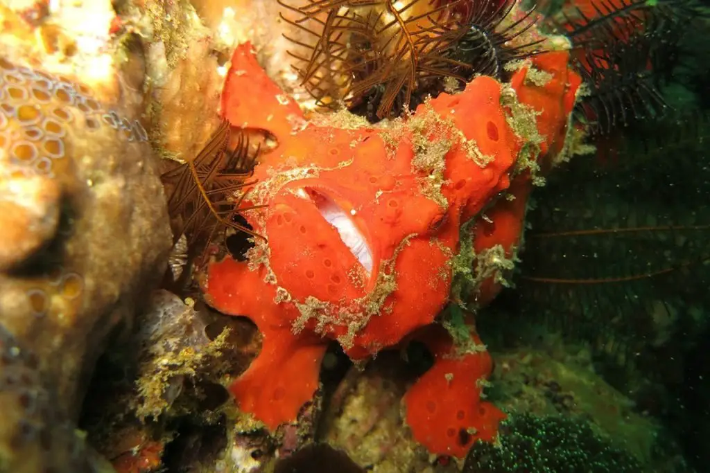 Clown Frog Fish Facts 2022