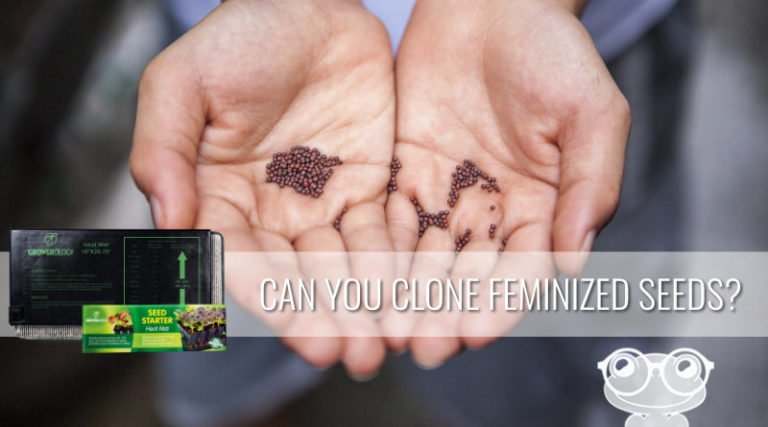 Can You Clone Feminized Seeds? Gardening 101