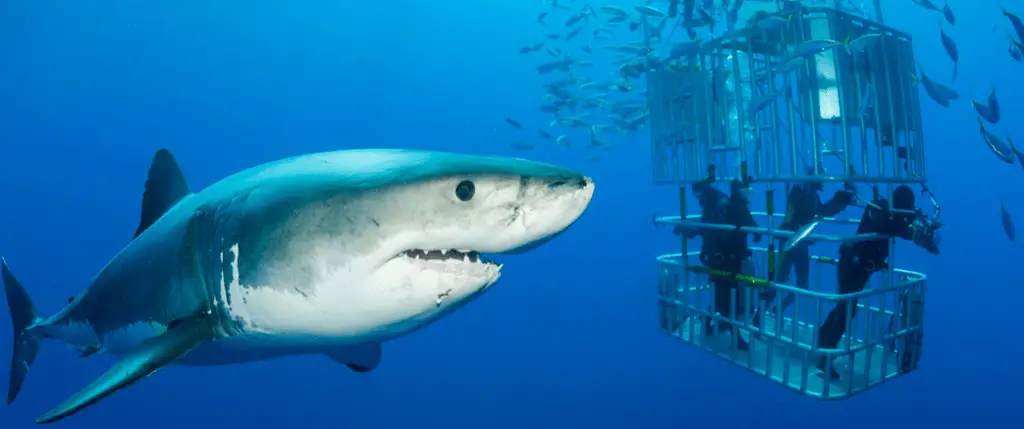 Shark Cage Diving: An Out of this World Adventure