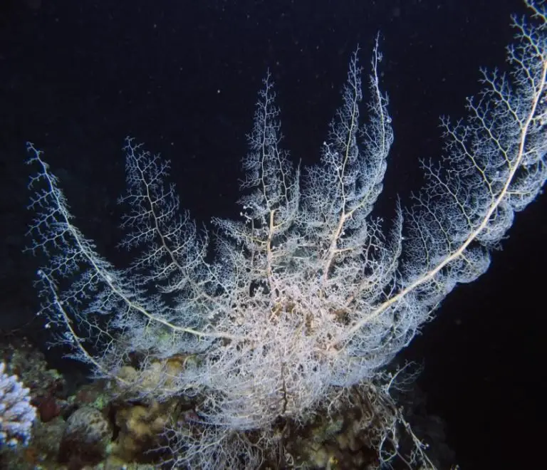 10 Most Amazing Sea Creatures in the World