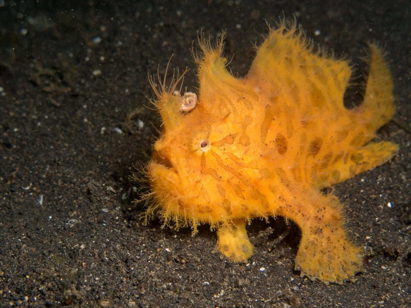 10 Most Amazing Sea Creatures in the World