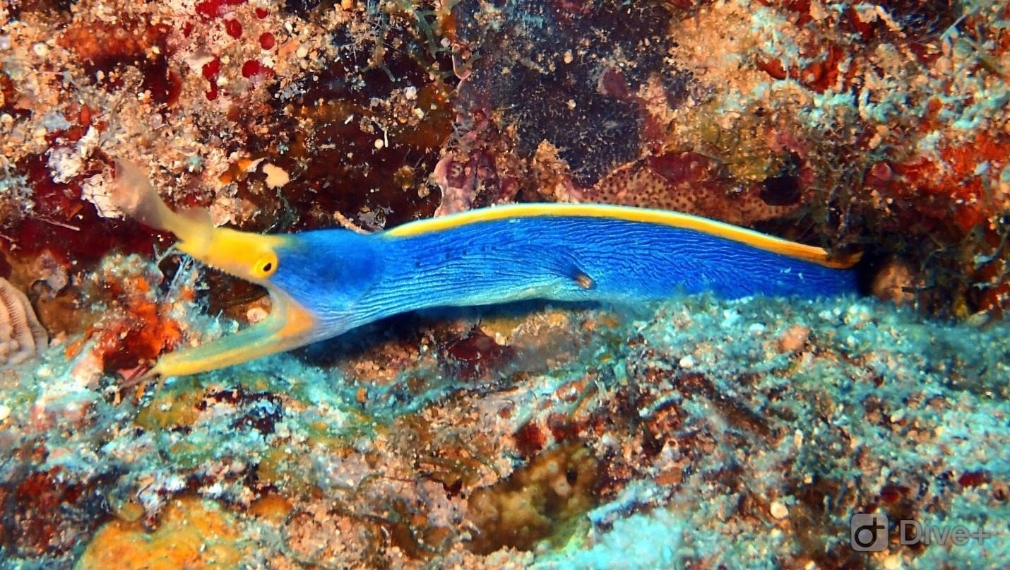 10 Most Amazing Sea Creatures in the World