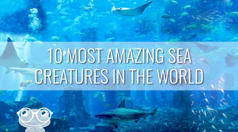 10 Most Amazing Sea Creatures in the World
