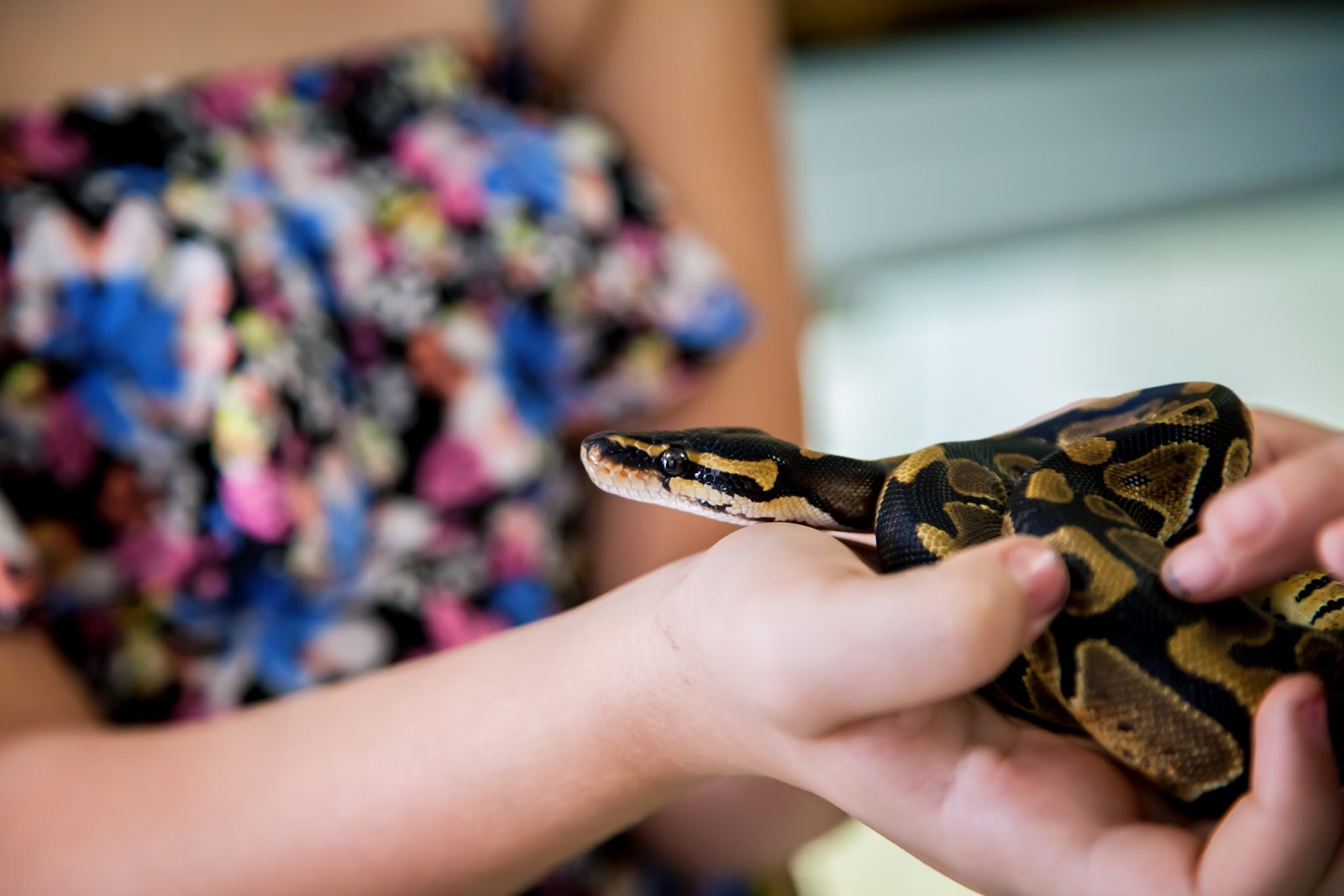 Pros and Cons Of Having Exotic Animals As Pets