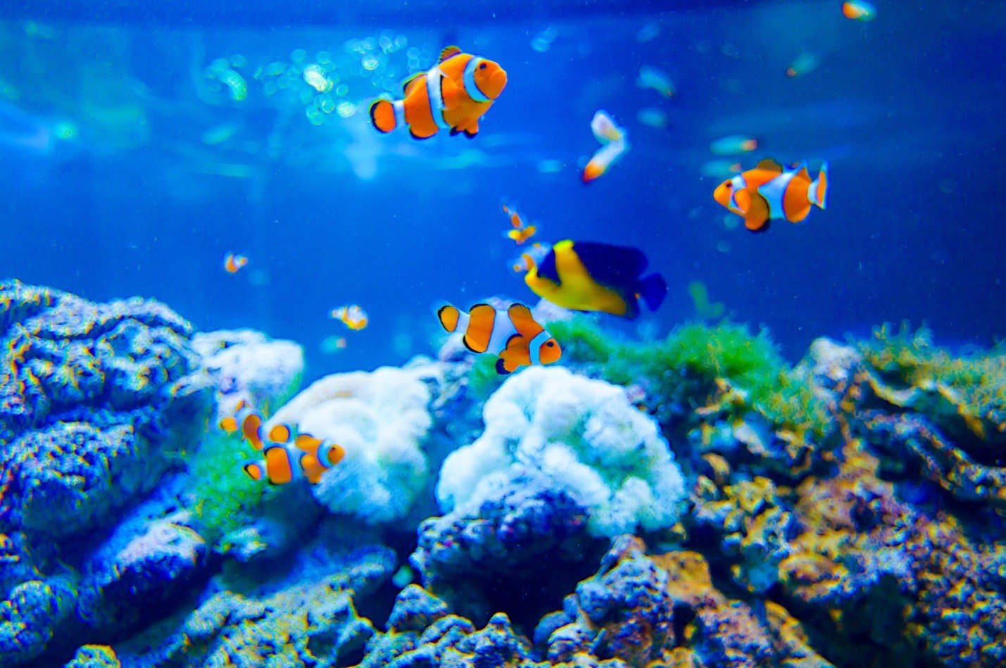 5 Facts About Copepods and Their Habitat