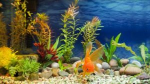 Your Fish Aquarium Design Guide: How to Plan Your Tank